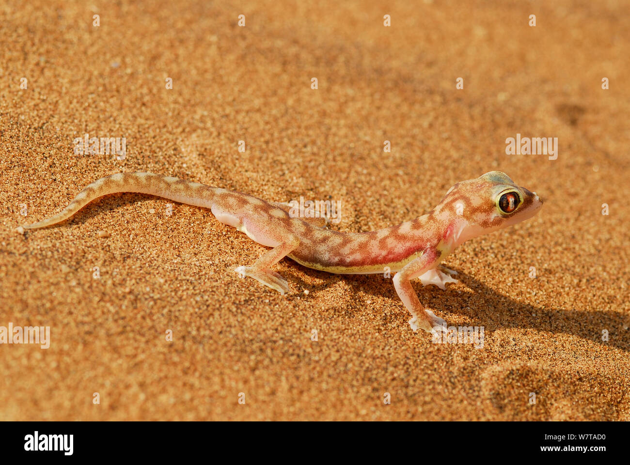 Web-footed gecko (Pachydactylus rangei) portrait, endemic species ...