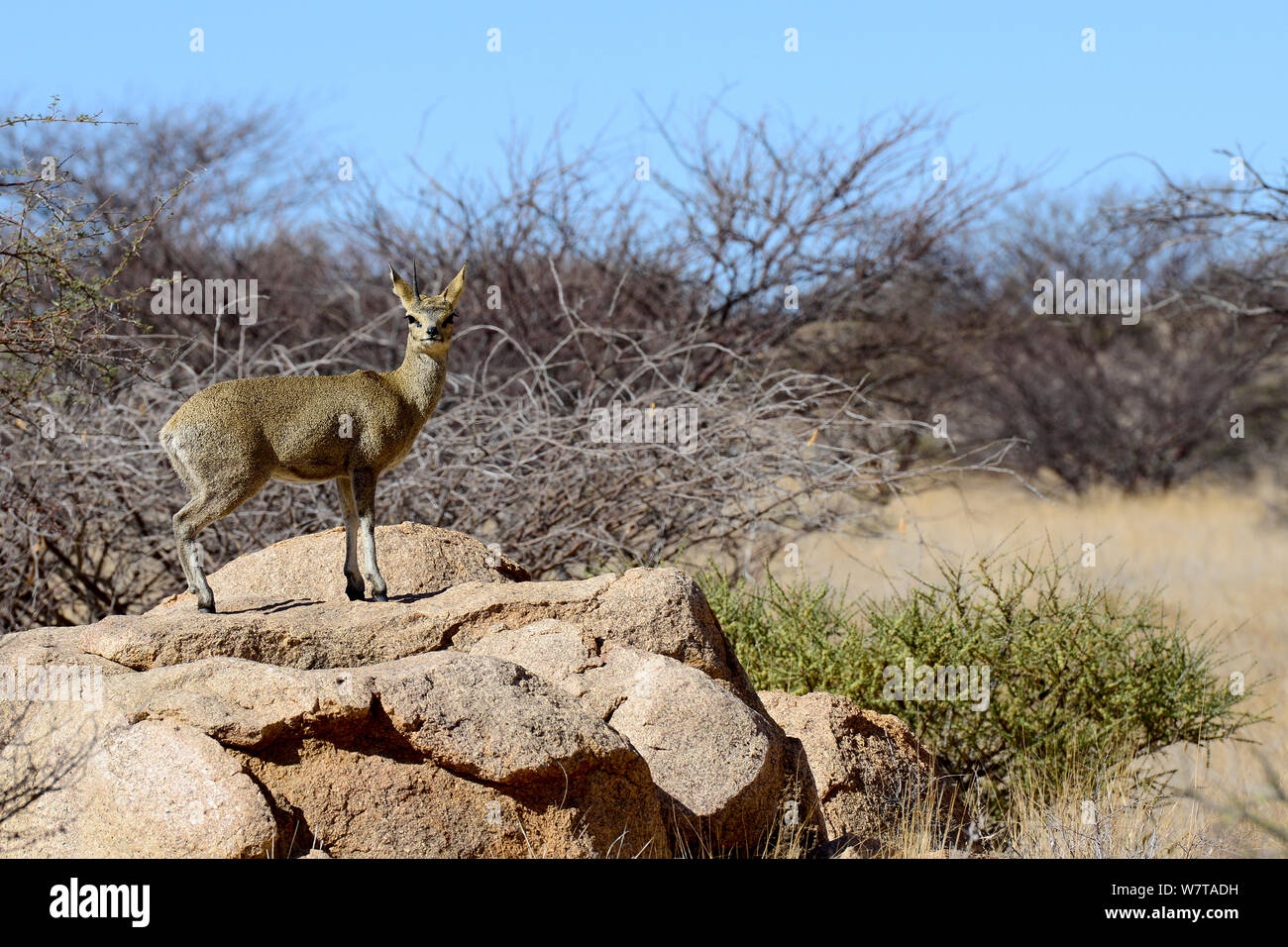 Klipspringer (Oreotragus oreotragus) Spitzkoppe mountain range, Namibia ...