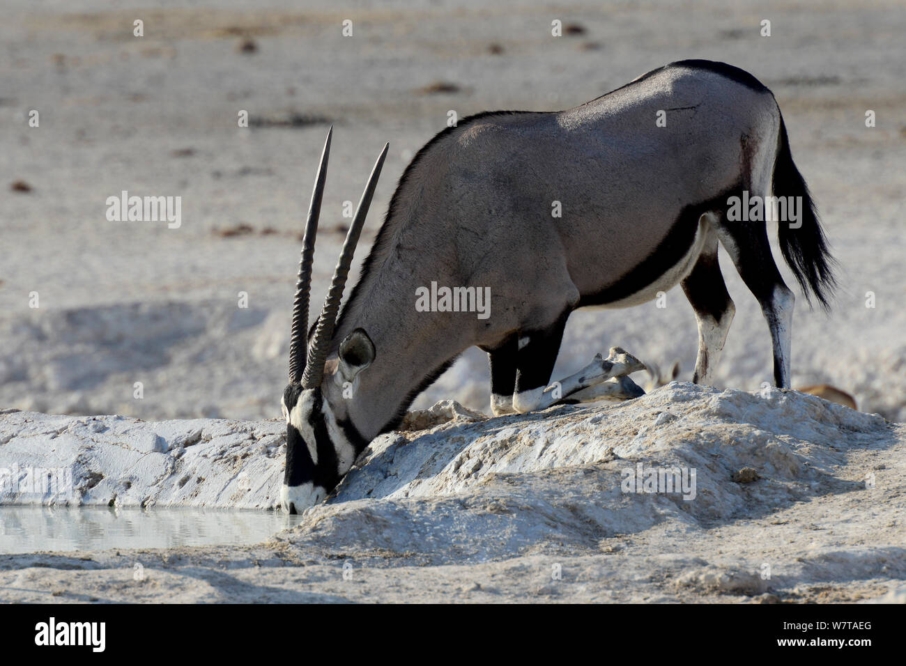 Gemsbok southern oryx hi-res stock photography and images - Alamy