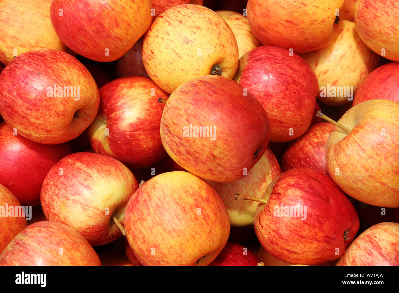 Red Apple. Pile of Beautiful Apple Fruits Stock Photo - Alamy