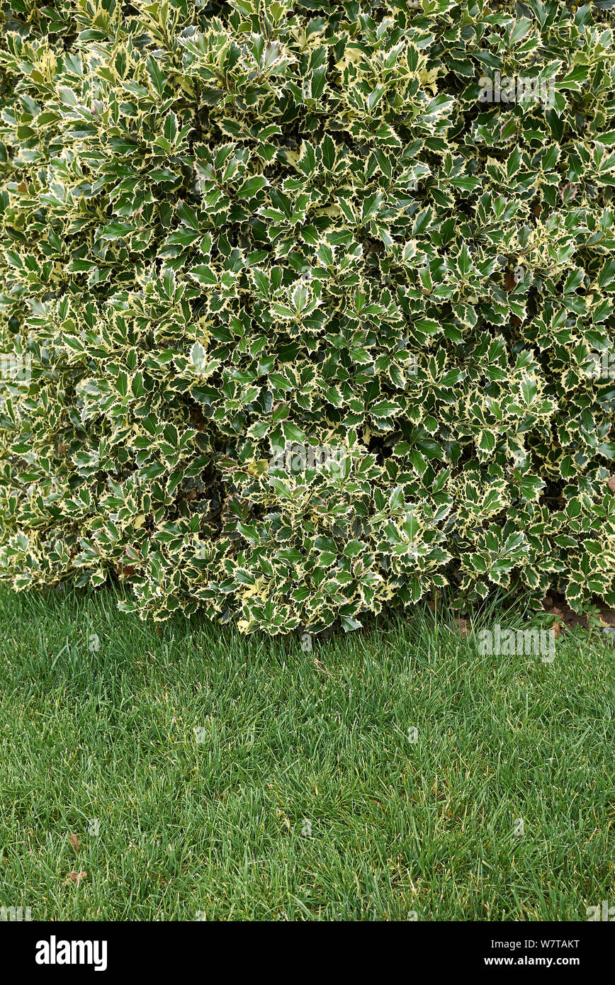 Variegated Holly Ilex Aquifolium High Resolution Stock Photography and ...
