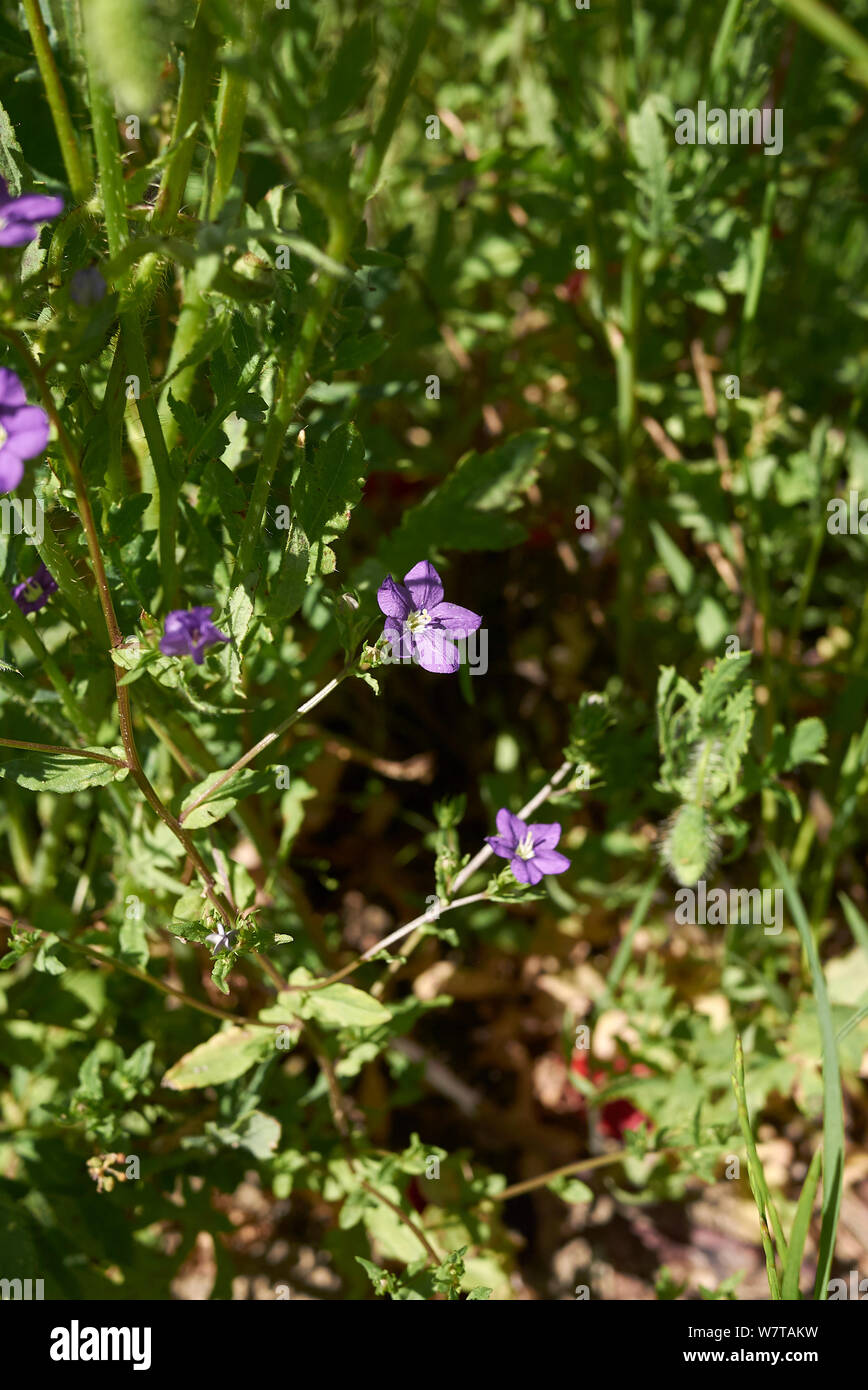 violet flowers of Legousia speculum veneris plant Stock Photo - Alamy