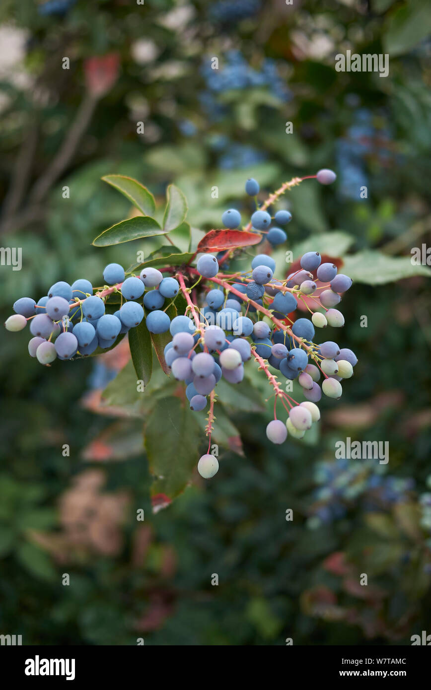 blue fruits of Mahonia aquifolium evergreen shrub Stock Photo - Alamy