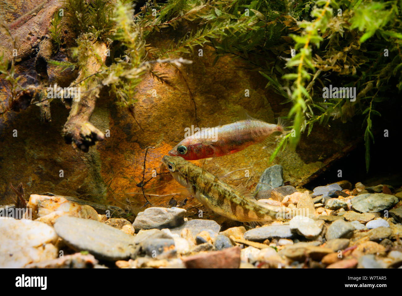 Stickleback nest hi-res stock photography and images - Alamy