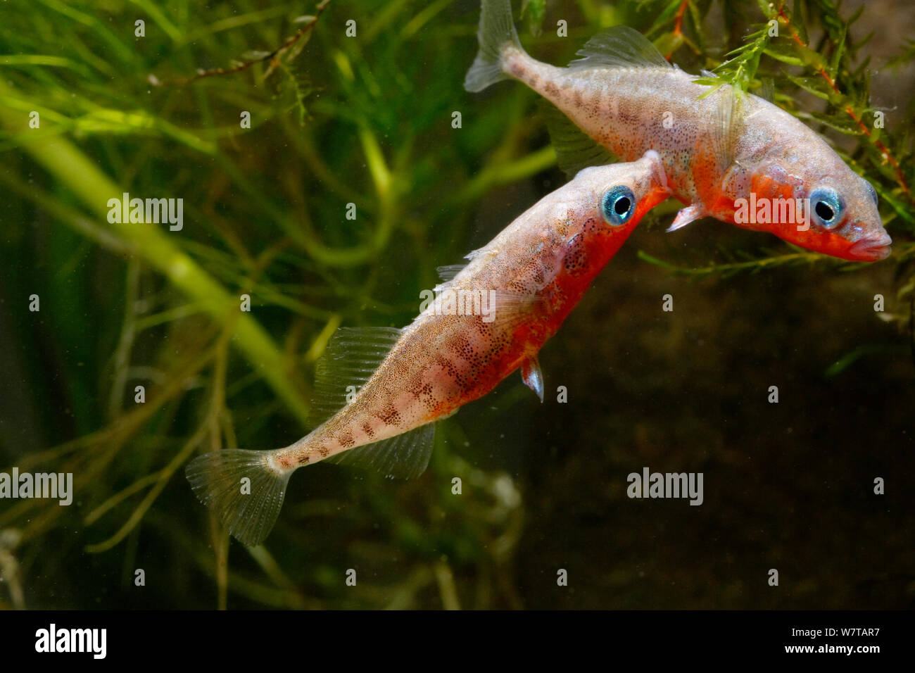Three spined stickleback hi-res stock photography and images - Alamy