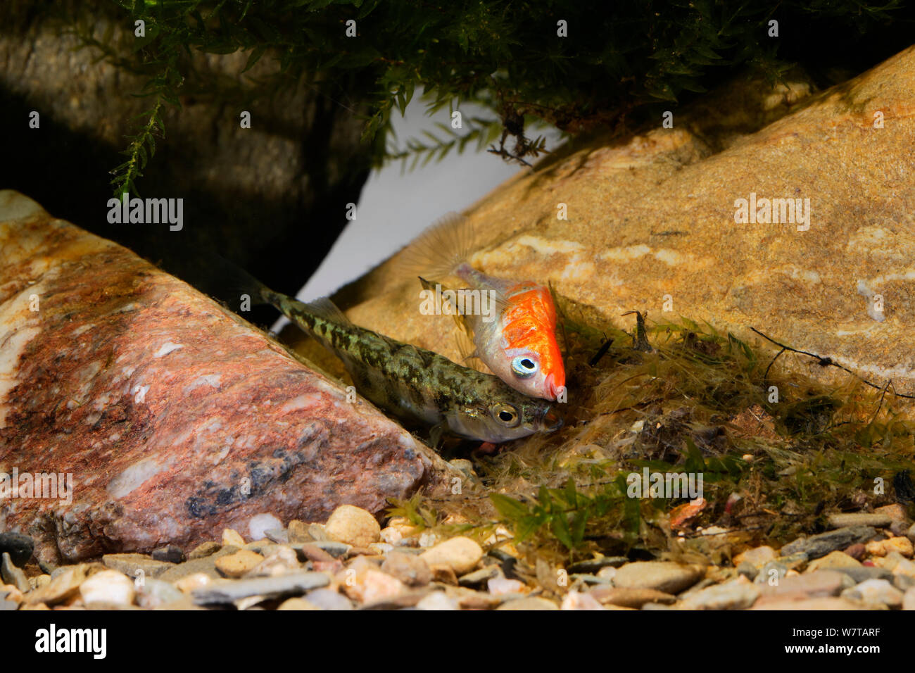 Stickleback nest hi-res stock photography and images - Alamy