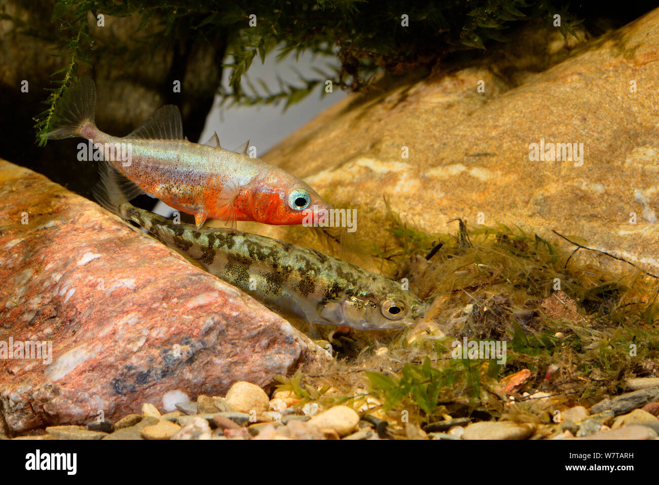 Stickleback nest hi-res stock photography and images - Alamy