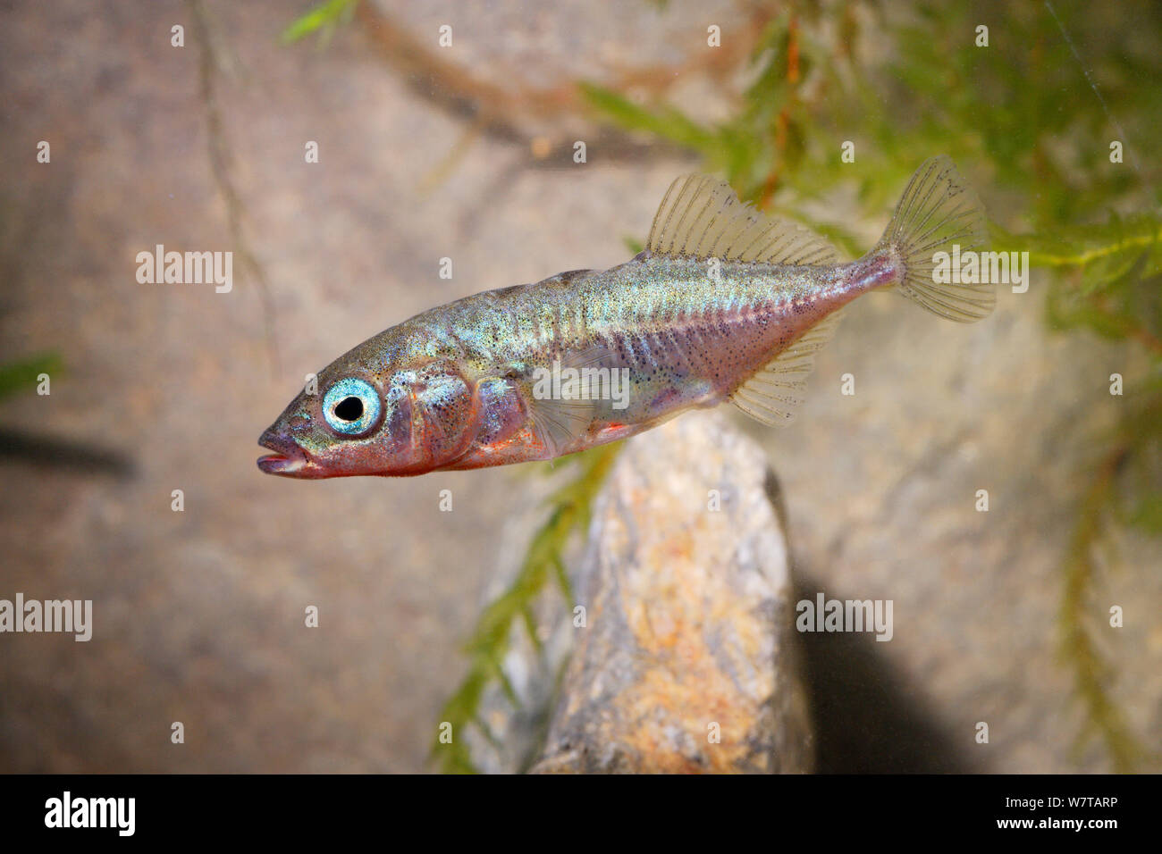Three spined stickleback hi-res stock photography and images - Alamy