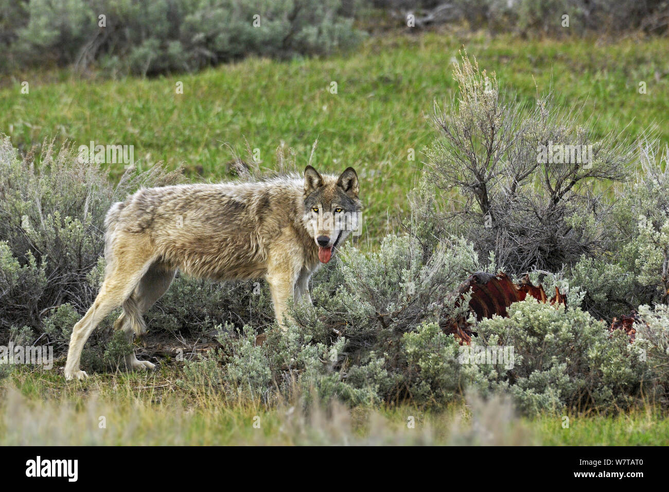 Yellowstone wolf elk hi-res stock photography and images - Alamy