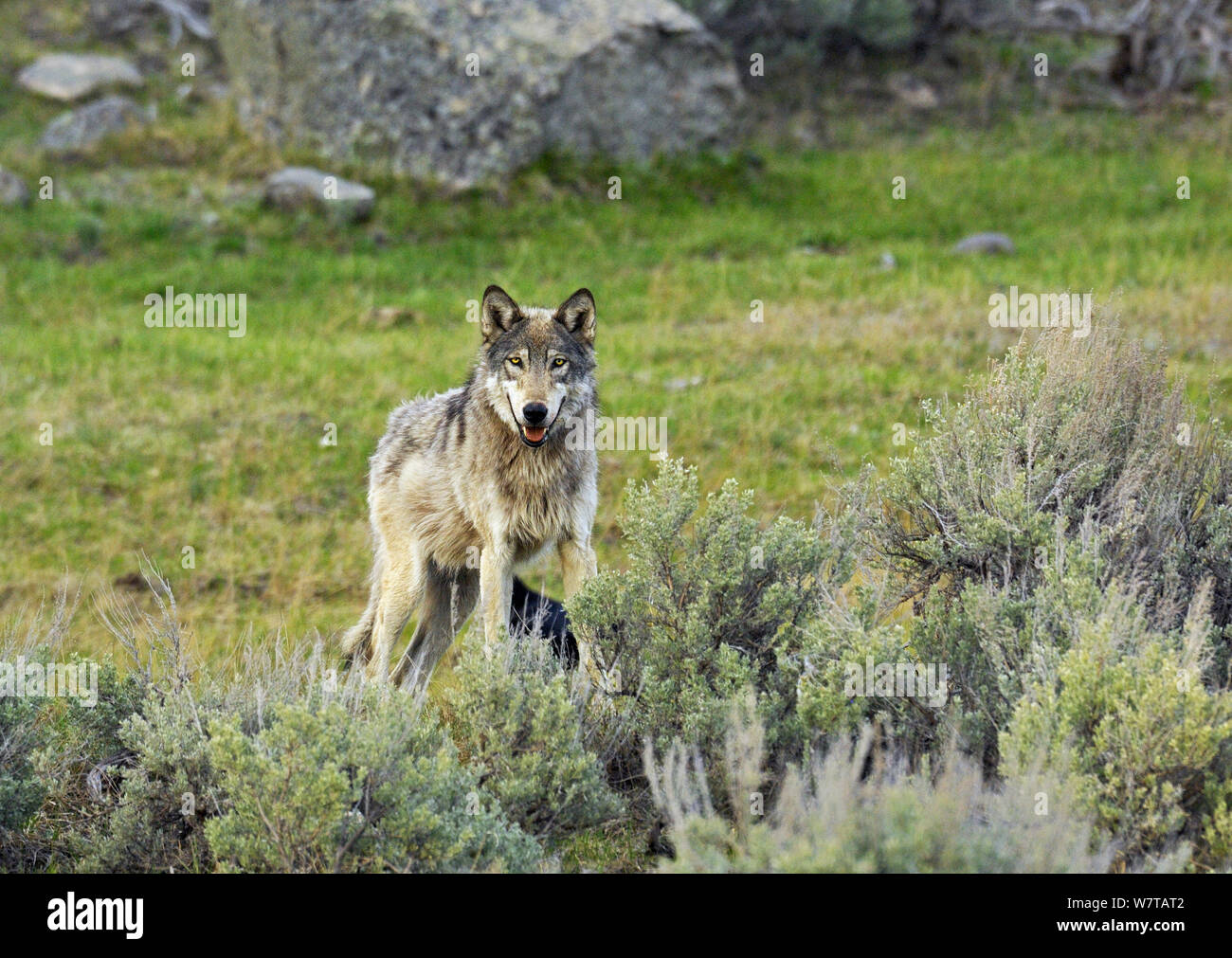 Grey Wolf (Canis lupus) Yellowstone National Park, Wyoming, USA, May ...