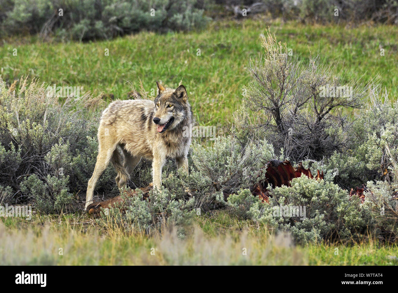 Yellowstone wolf elk hi-res stock photography and images - Alamy