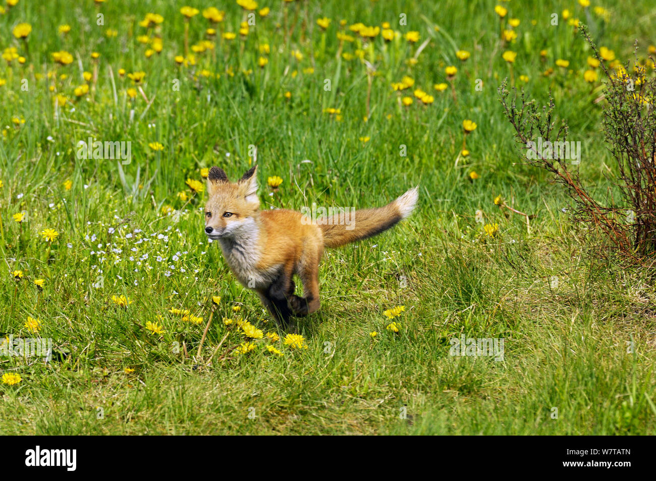 American Red fox (Vulpes vulpes fulva) cub running through meadow of ...
