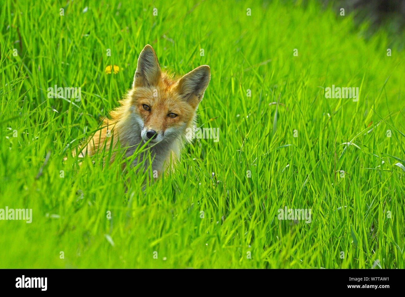 American Red fox (Vulpes vulpes fulva) Grand Teton National Park ...