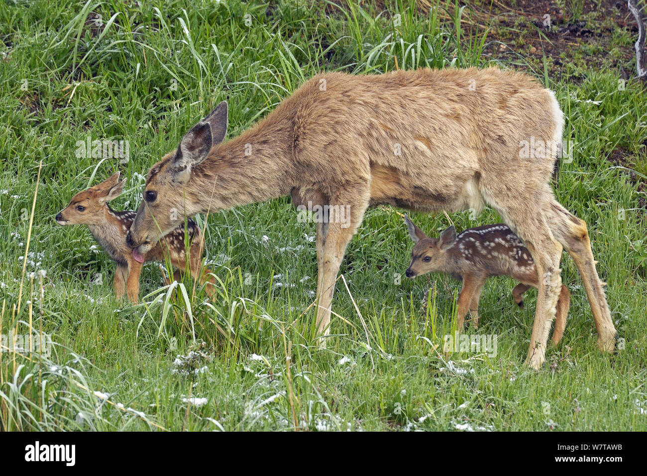 Mule Deer (Odocoileus hemionus) mother with newborn twins. Yellowstone ...