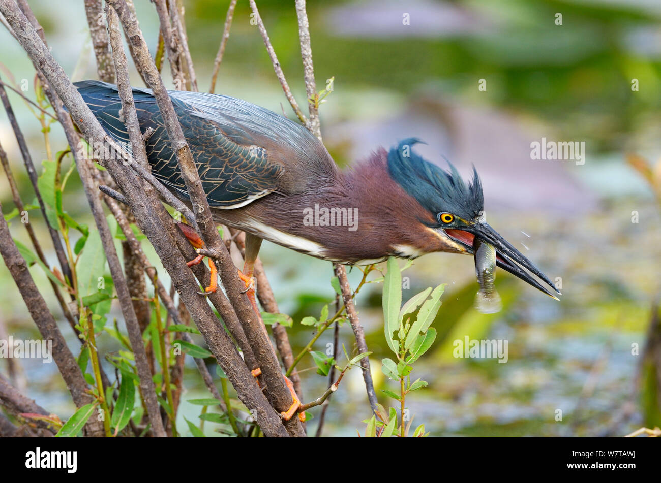 Green Heron (Butorides striatus) catching a small fish. Everglades ...