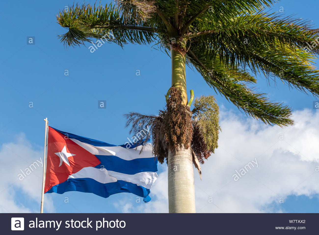 Royal Palm Tree National Cuban Stock Photos & Royal Palm Tree National ...