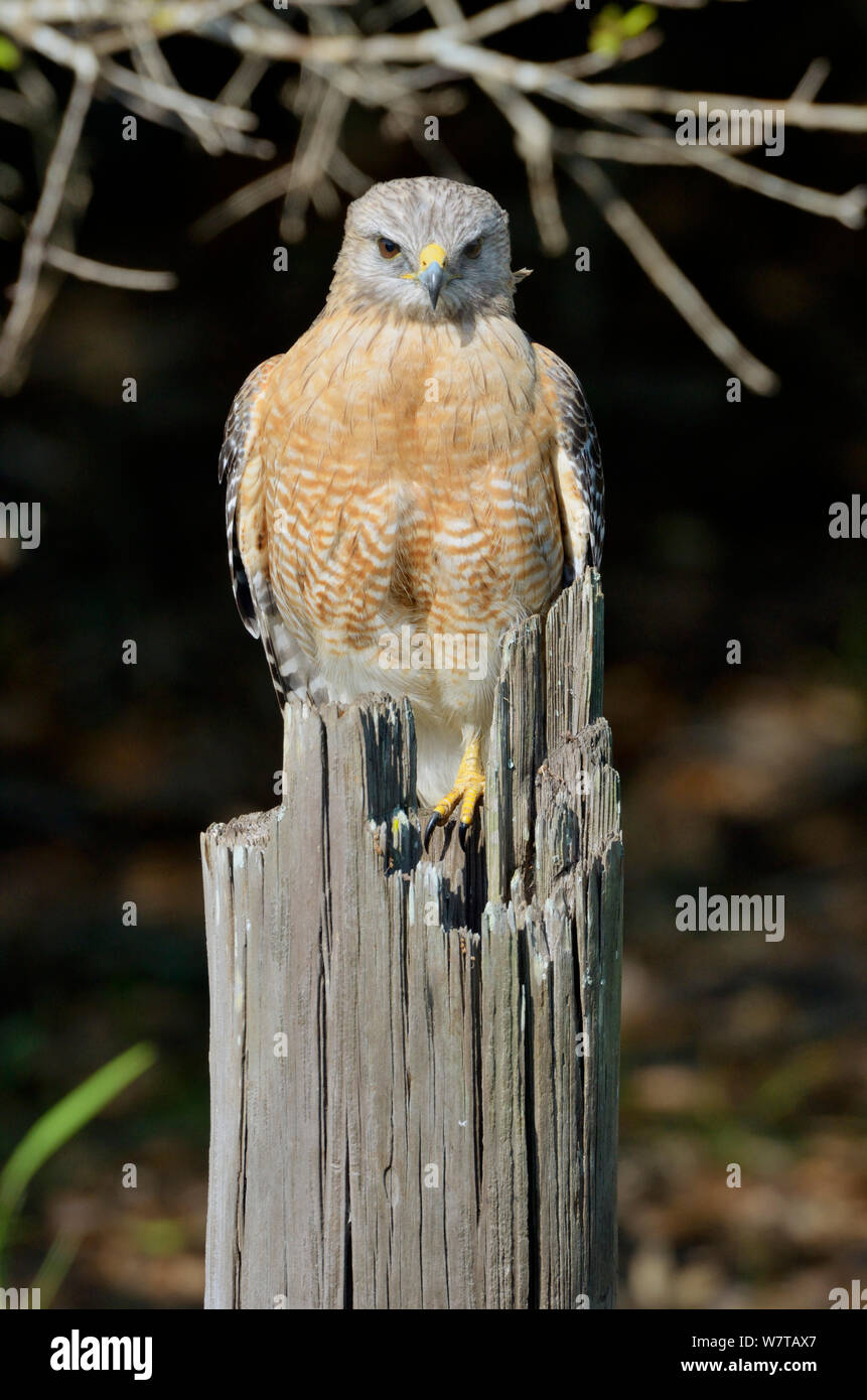 North american red shouldered hawk hi-res stock photography and images ...