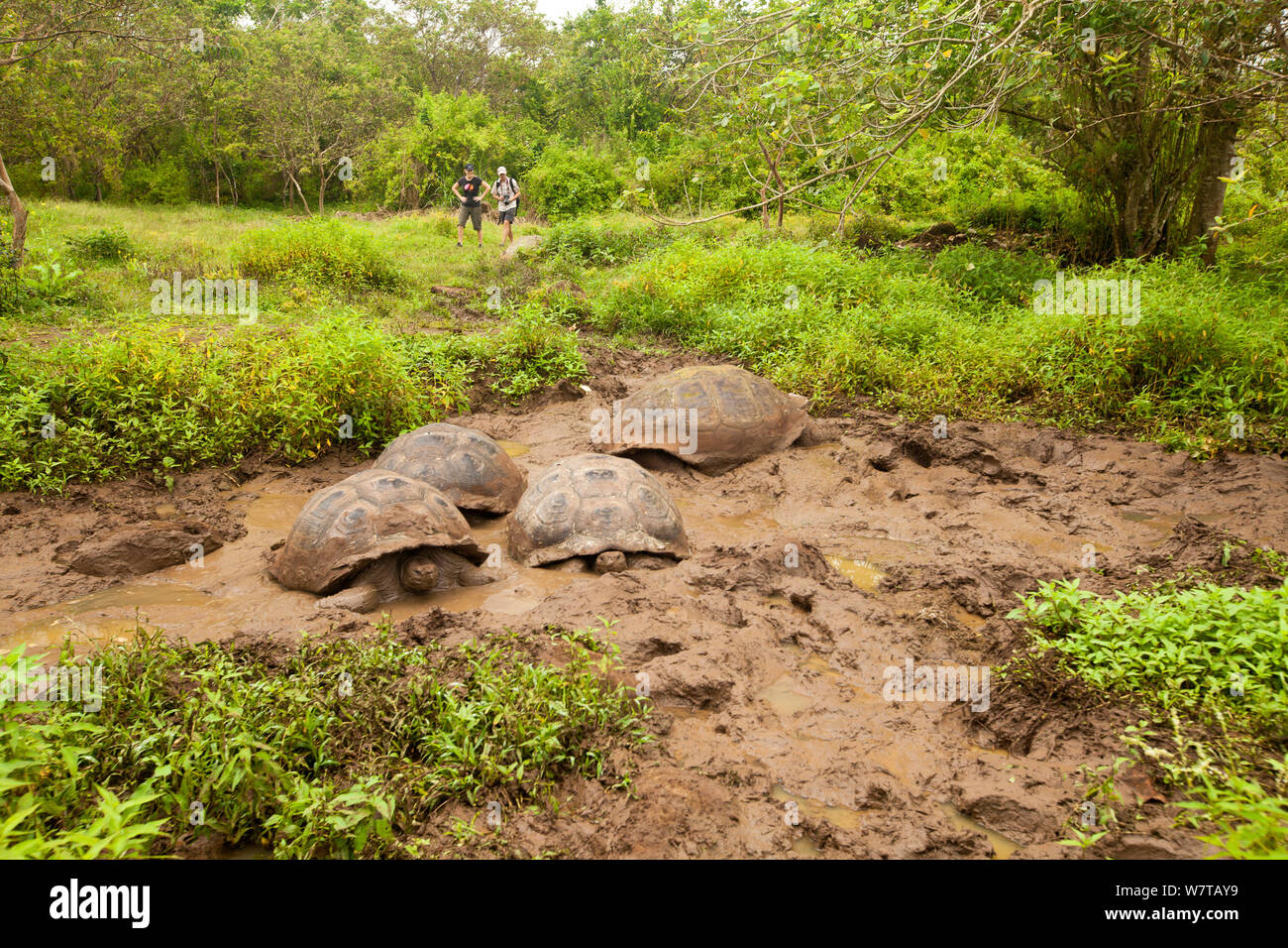 Galapagos giant tortoises (Chelonoidis nigra) taking mud bath ...