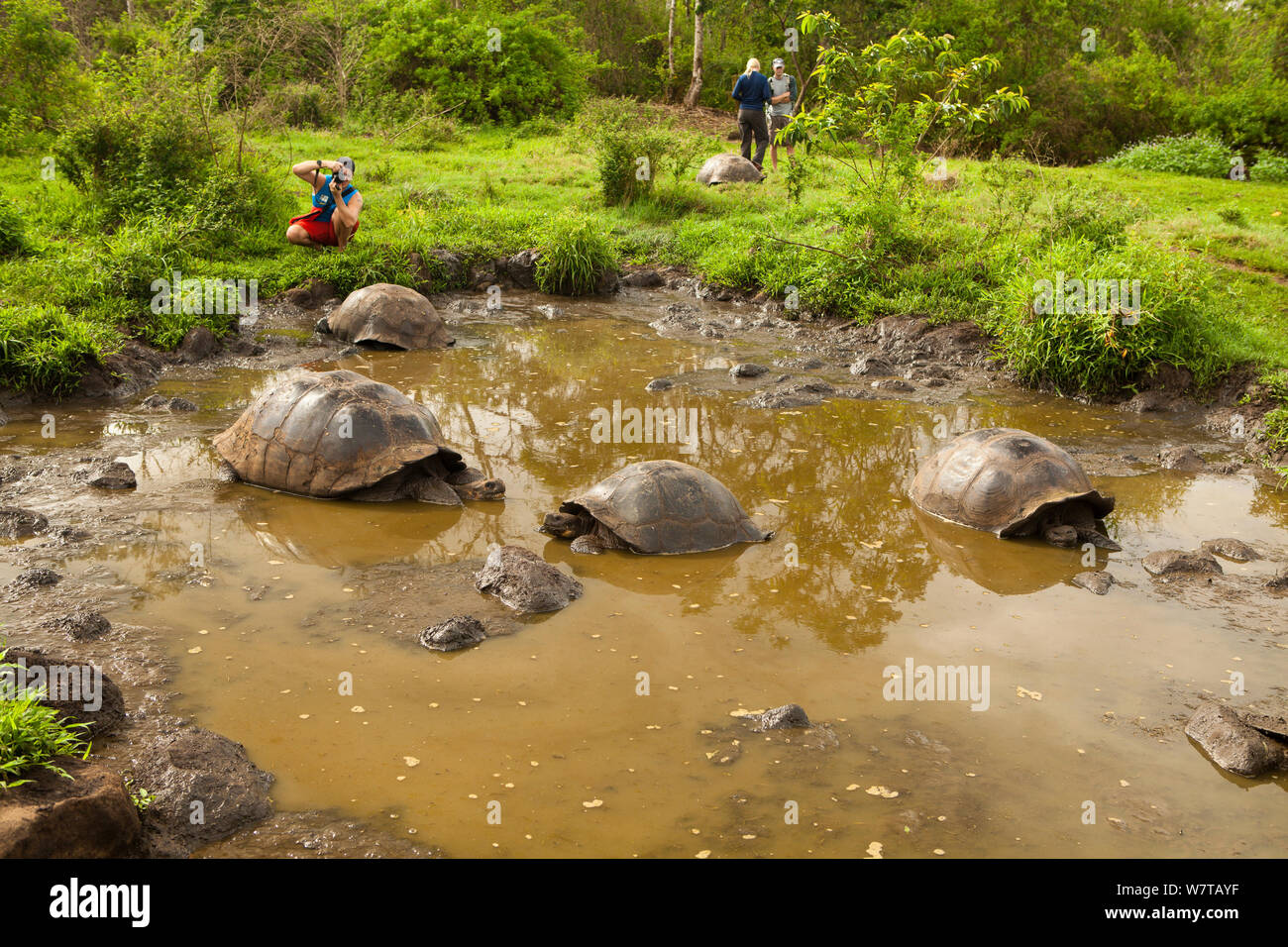 Tourists viewing Galapagos giant tortoises (Chelonoidis nigra) taking ...