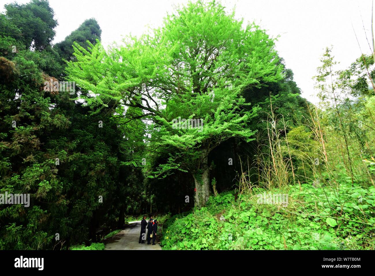 Chinese employees look at the female gingko tree at a forest farm in ...