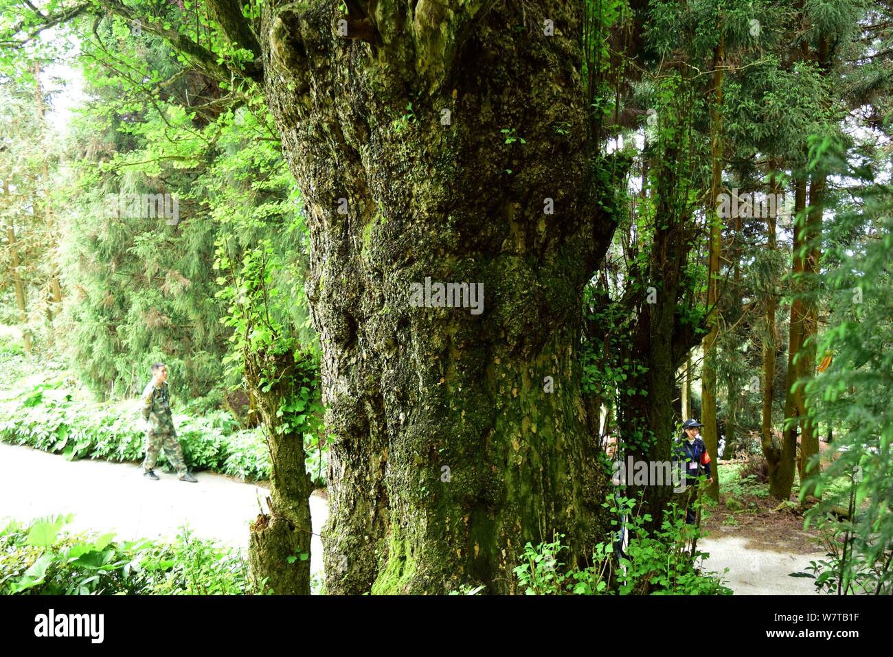 Male gingko tree is pictured at a forest farm in Chenzhou city, central ...