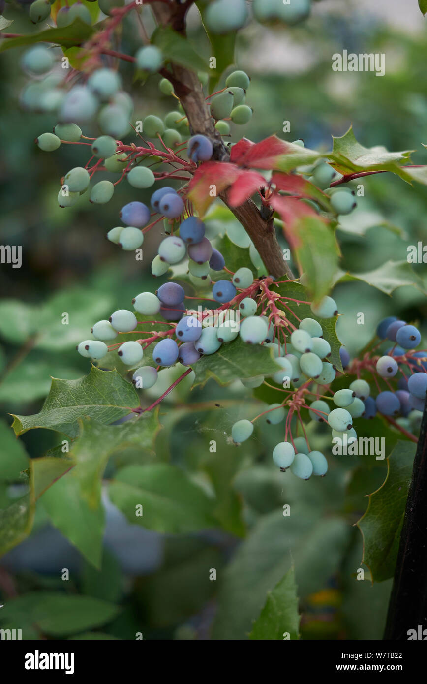 blue fruits of Mahonia aquifolium evergreen shrub Stock Photo - Alamy