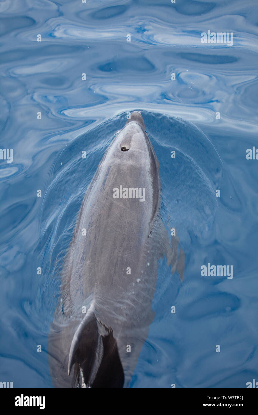 Bottle Nosed Dolphin (Tursiops truncatus) riding the bow wake of boat ...
