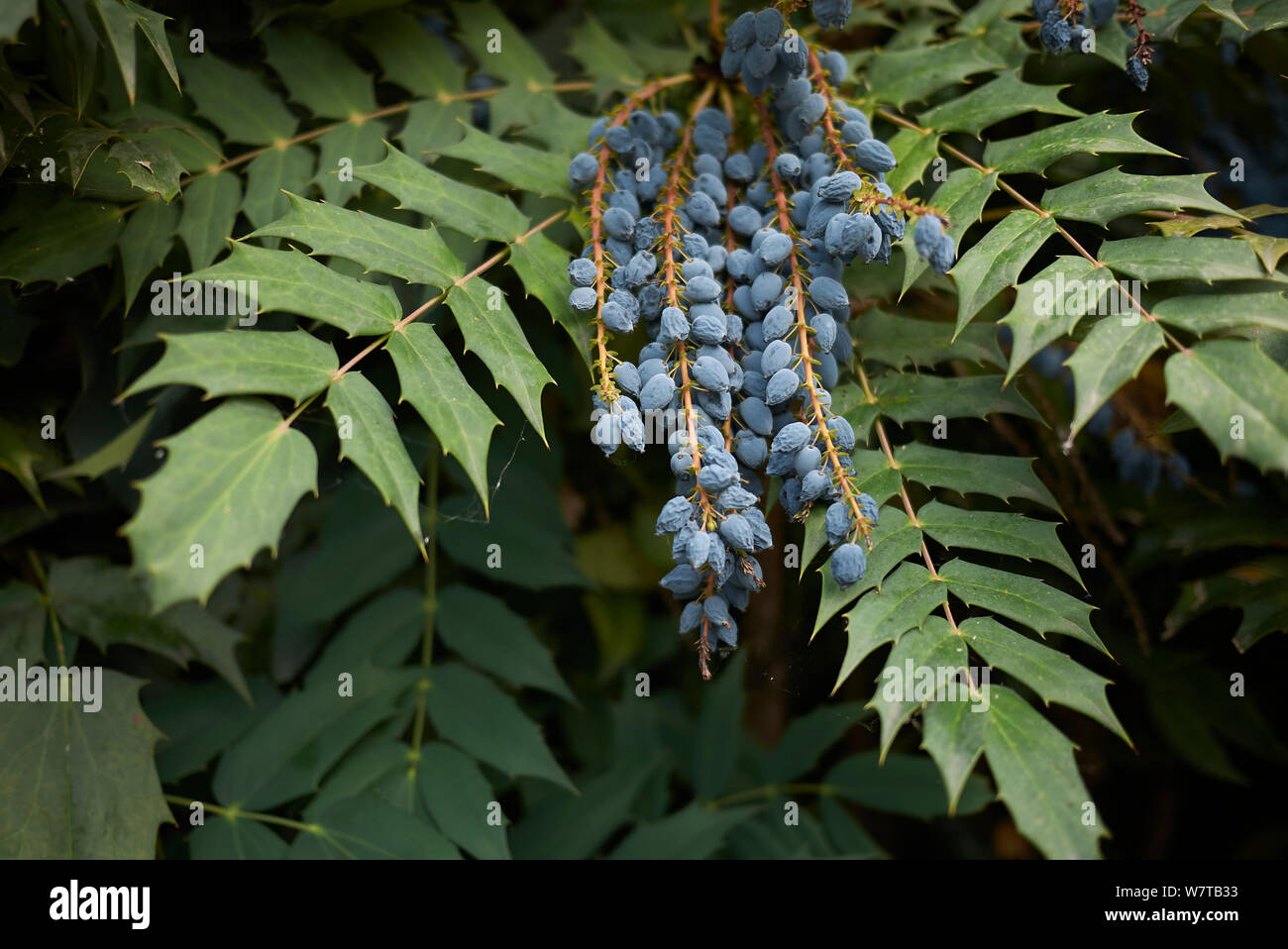 blue fruit of Mahonia x media evergreen shrub Stock Photo - Alamy