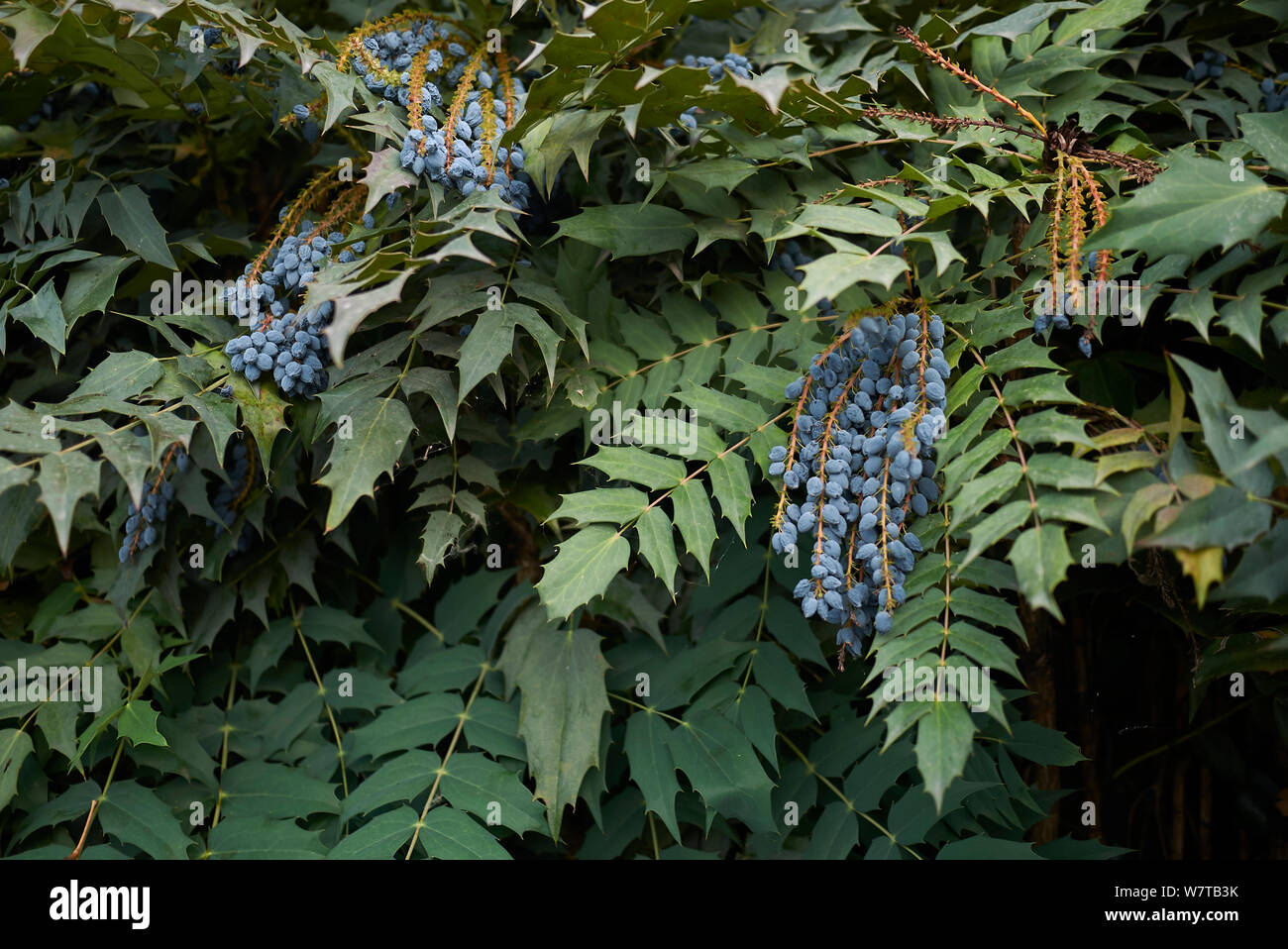 blue fruit of Mahonia x media evergreen shrub Stock Photo - Alamy