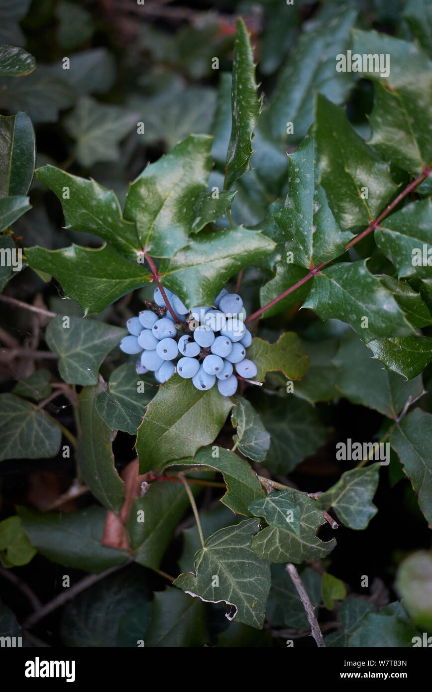 blue fruits of Mahonia aquifolium evergreen shrub Stock Photo - Alamy