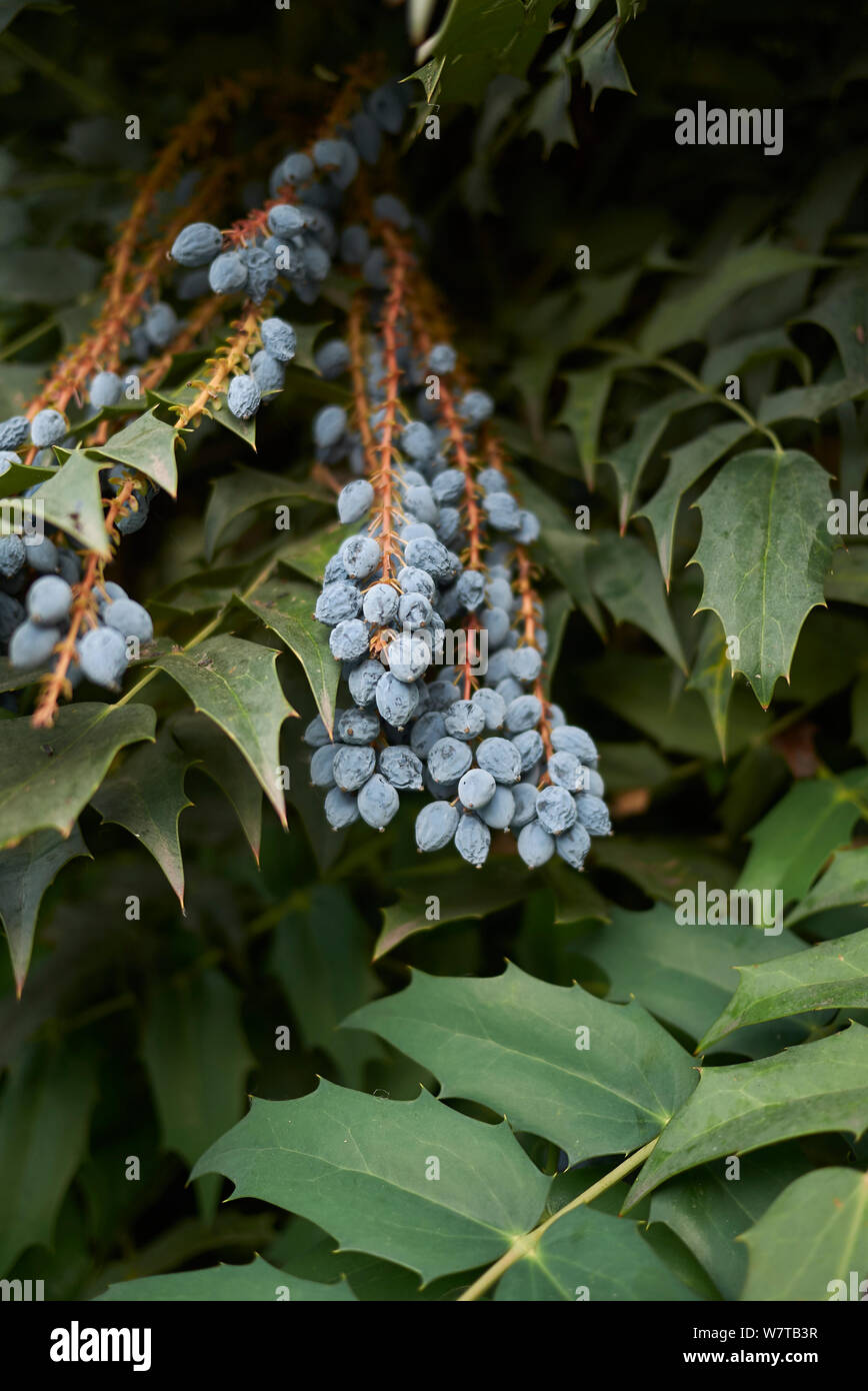 blue fruit of Mahonia x media evergreen shrub Stock Photo - Alamy