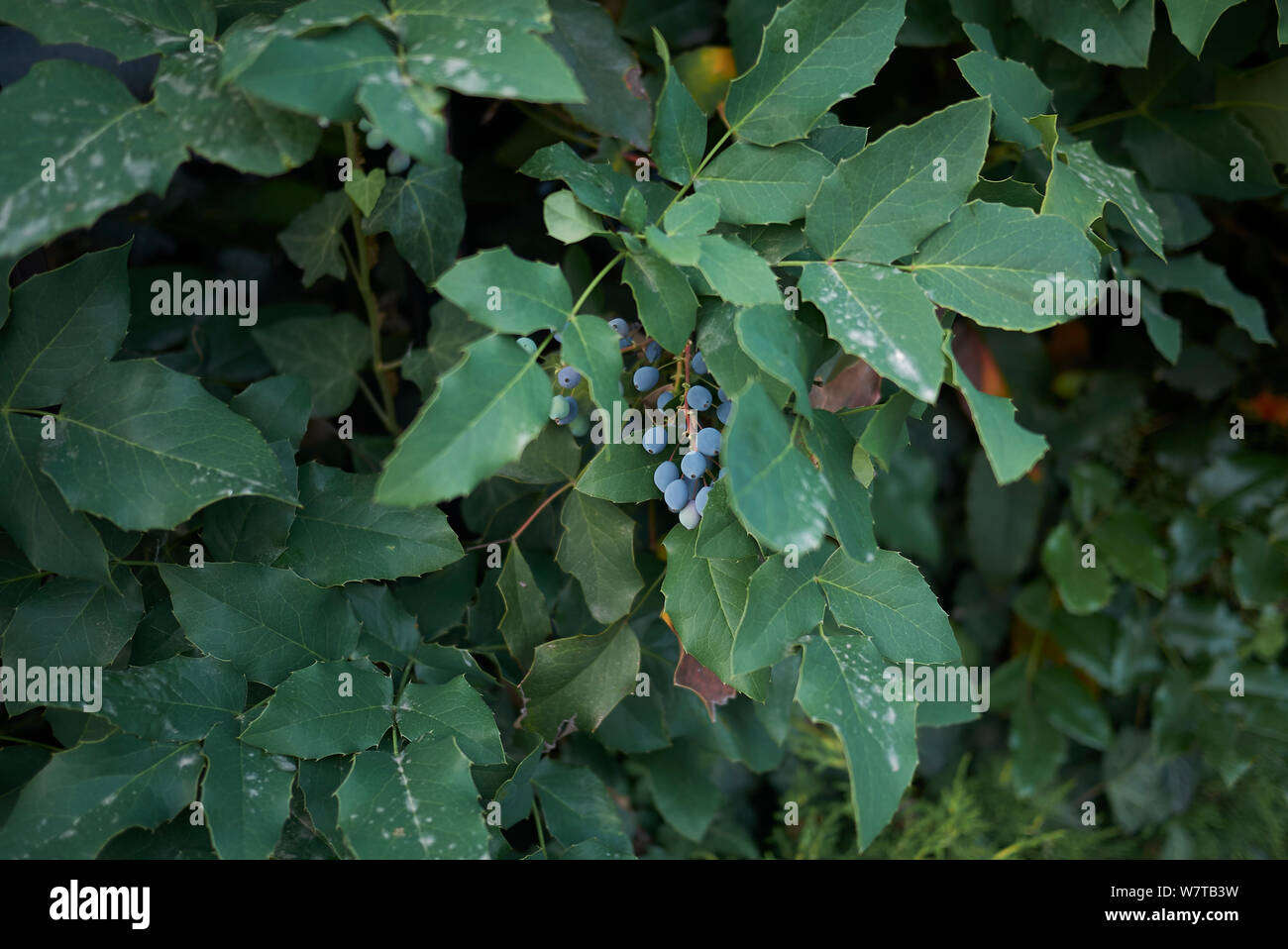 blue fruits of Mahonia aquifolium evergreen shrub Stock Photo - Alamy