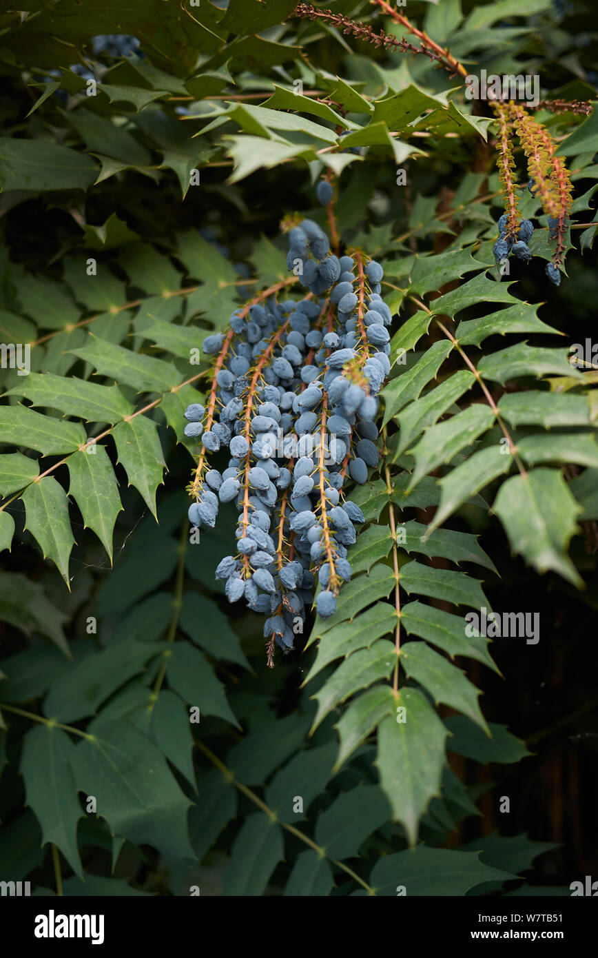 Green mahonia berries hi-res stock photography and images - Alamy