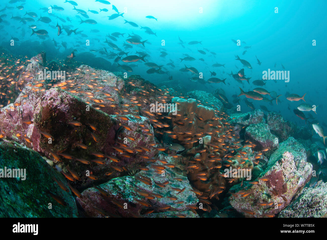 Creole fish hi-res stock photography and images - Alamy