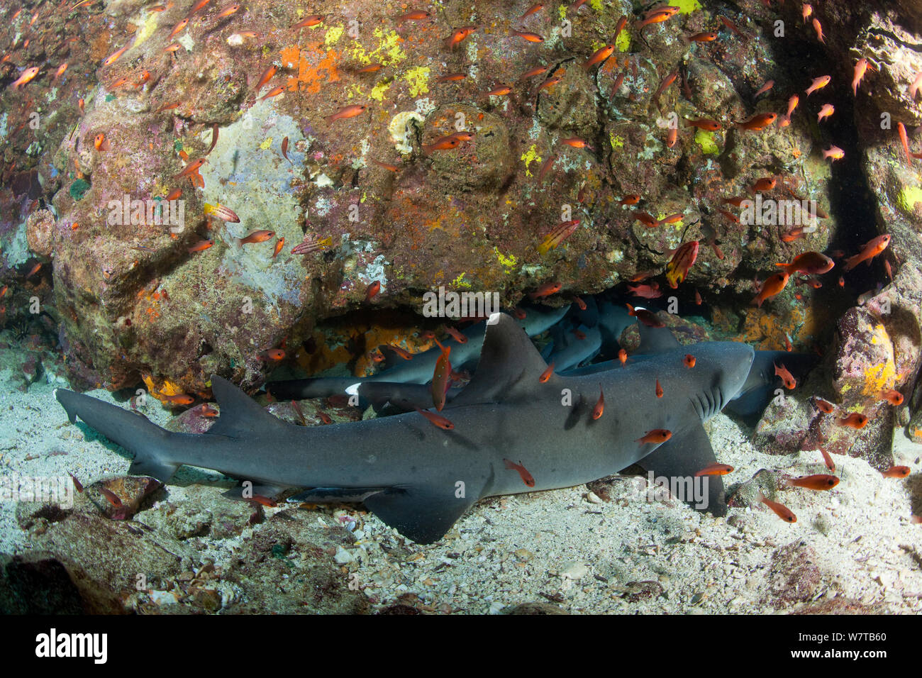 Pacific Sleeper Shark