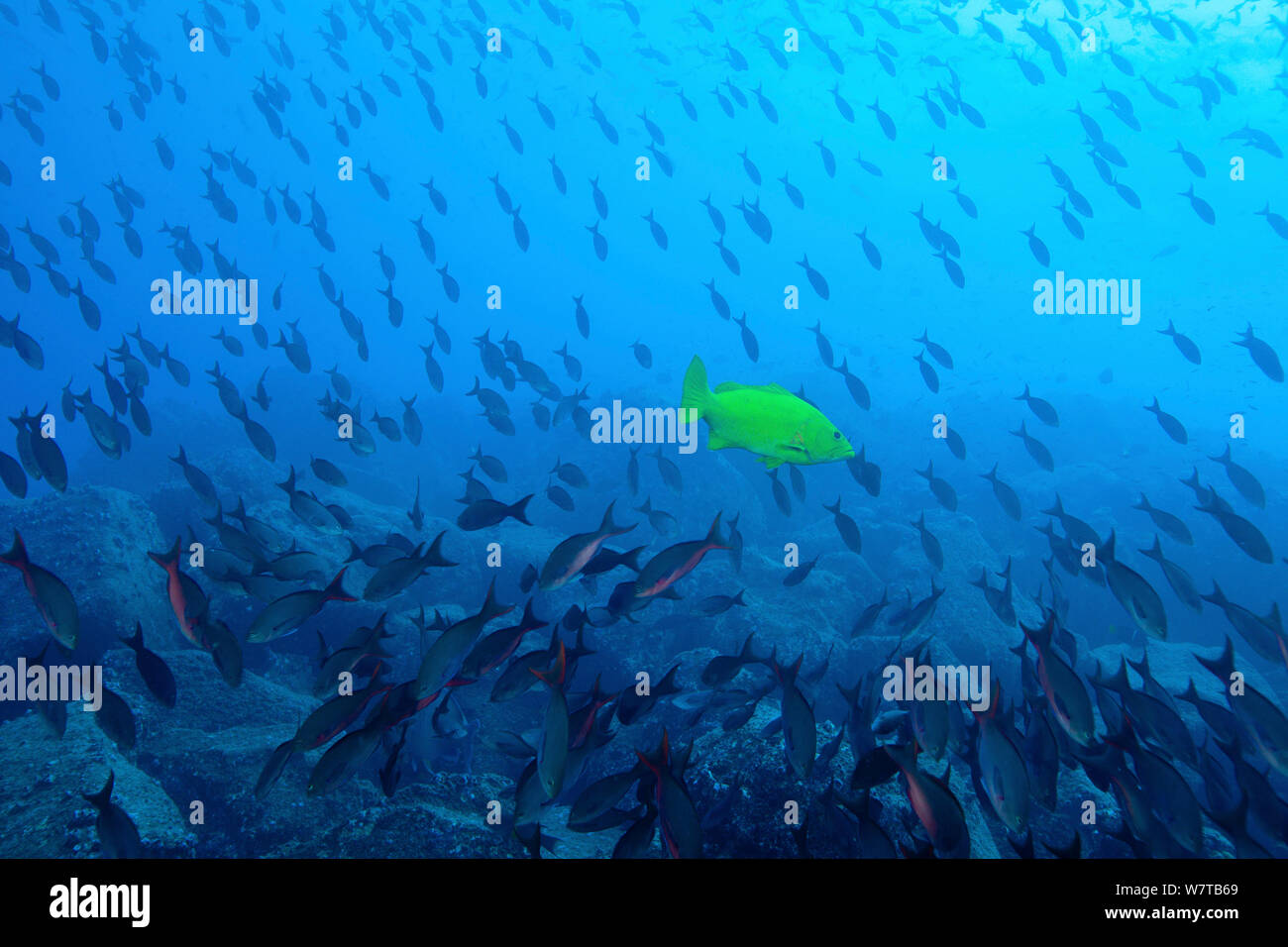 Leopard grouper (Mycteroperca rosacea) yellow morph, in a school of ...