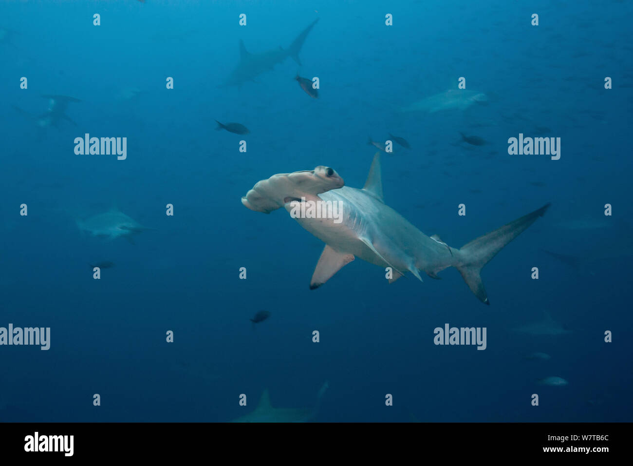 Galapagos Sharks High Resolution Stock Photography and Images - Alamy