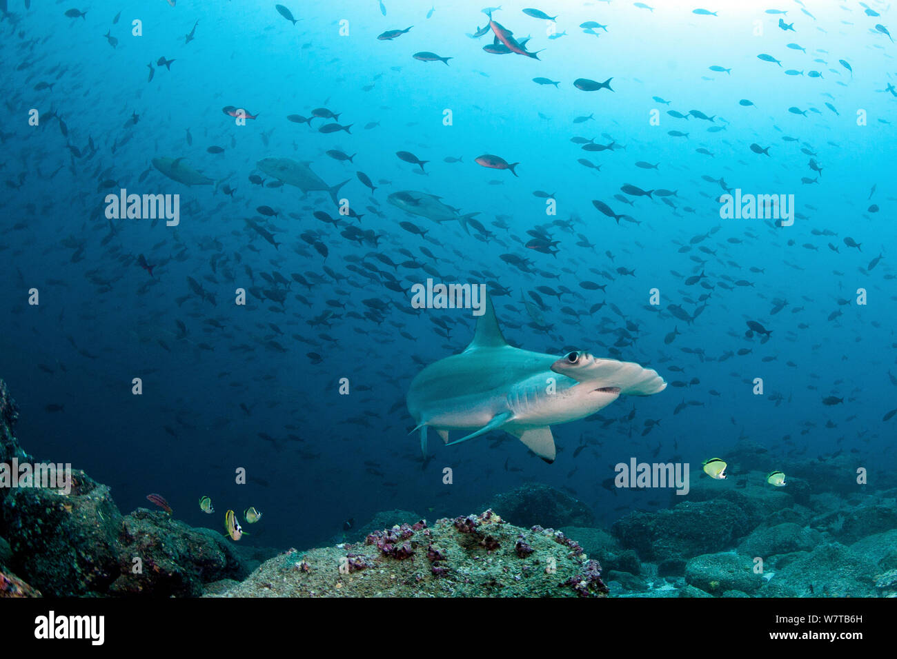 Scalloped hammerhead sharks (Sphyrna lewini) coming close to a cleaning ...