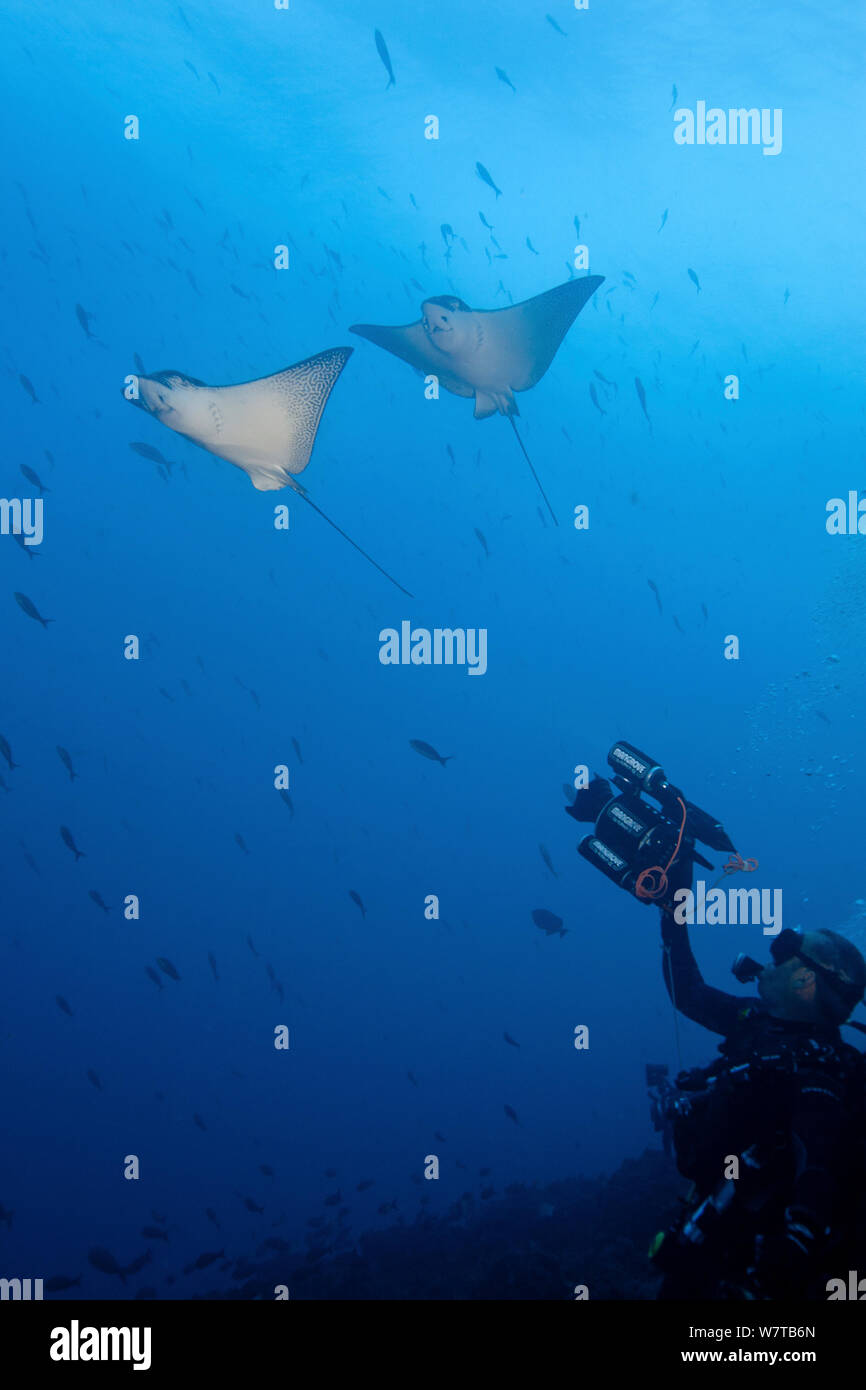 Rays fish hi-res stock photography and images - Alamy