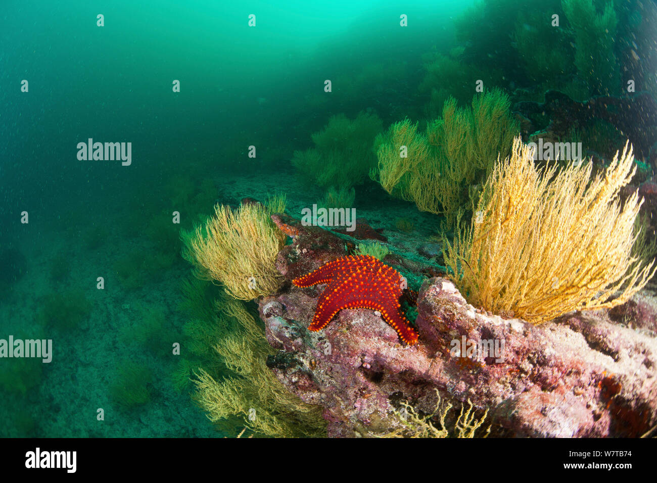 Panamic Cushion Sea Star (Pentaceraster cumingi) on reef structure ...