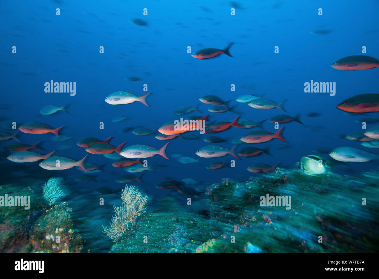 Schooling Pacific creolefish (Paranthias colonus) Galapagos Islands ...