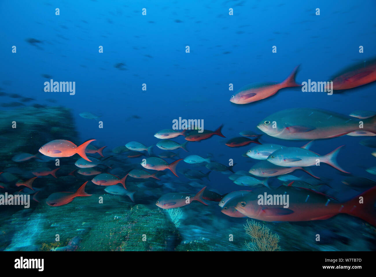 Pacific creole fish paranthias colonus hi-res stock photography and ...
