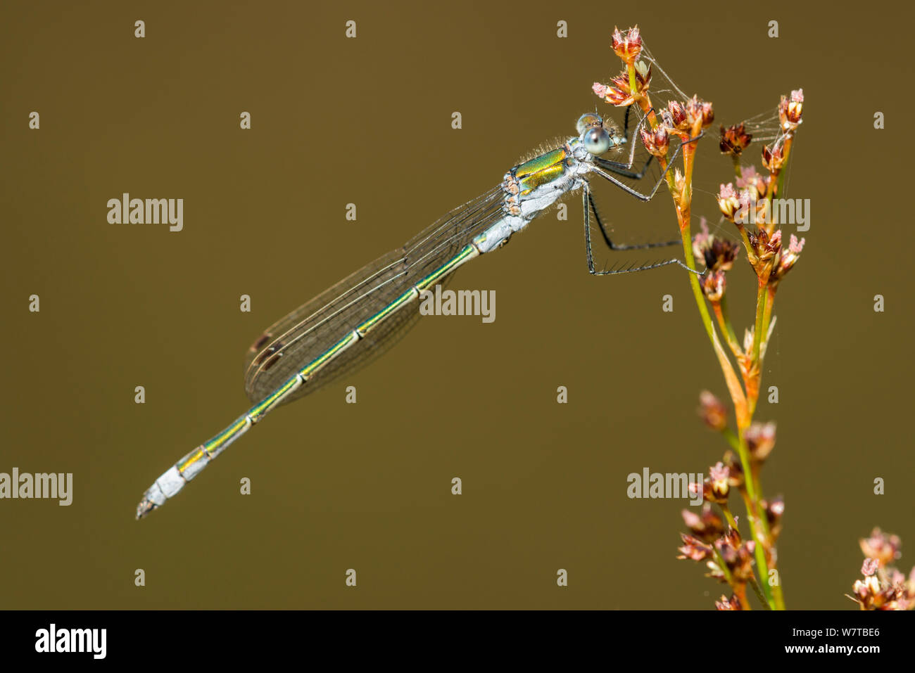 Emerald damselfly (Lestes sponsa) resting on reed, Meeth Quarry, Devon ...