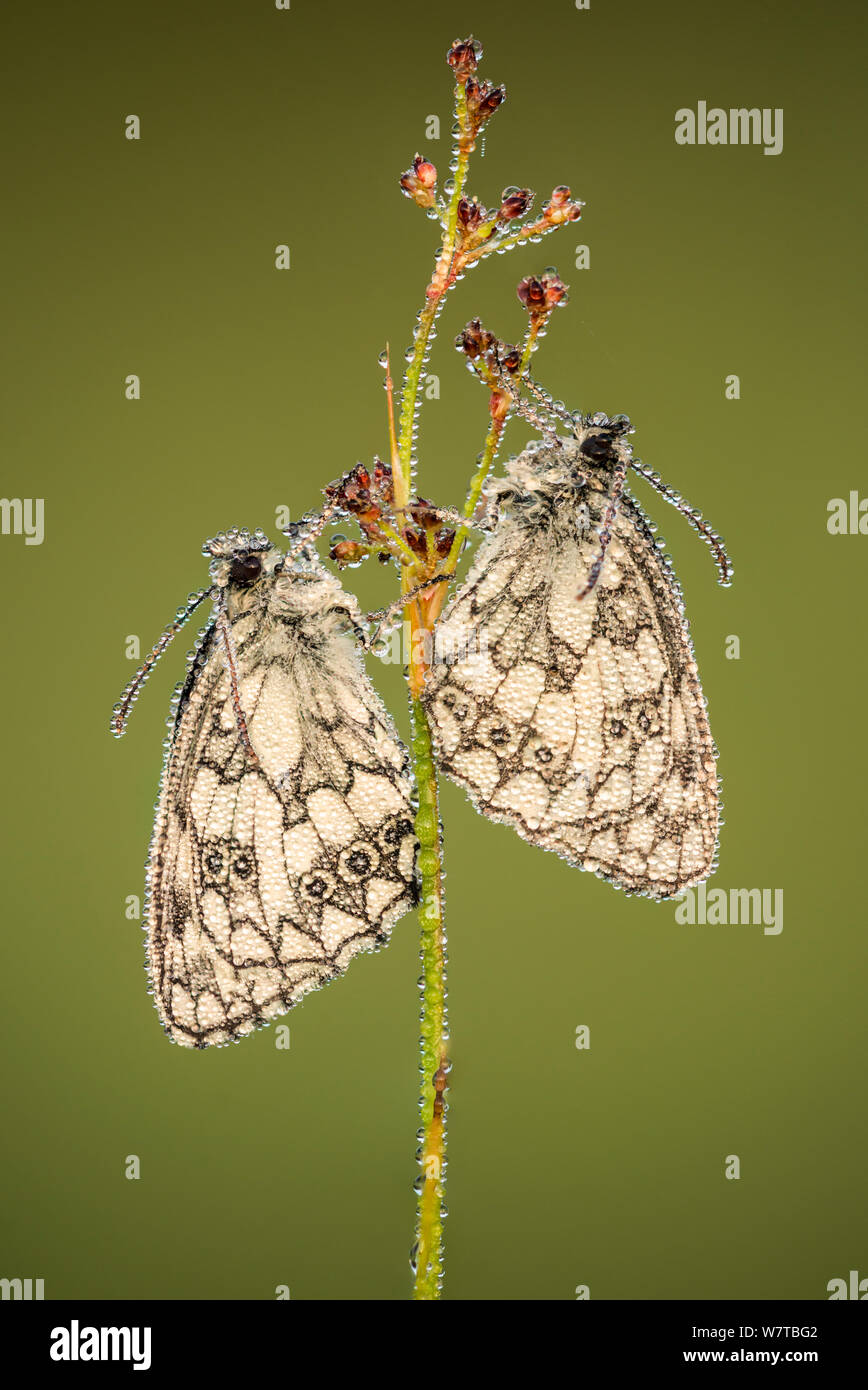 Satyrid butterflies hi-res stock photography and images - Alamy