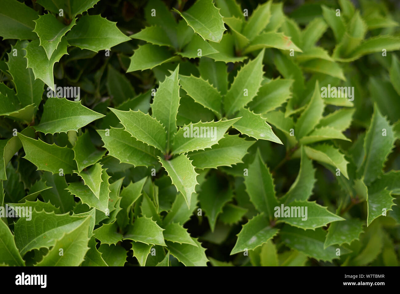 evergreen foliage of Osmanthus shrub Stock Photo - Alamy