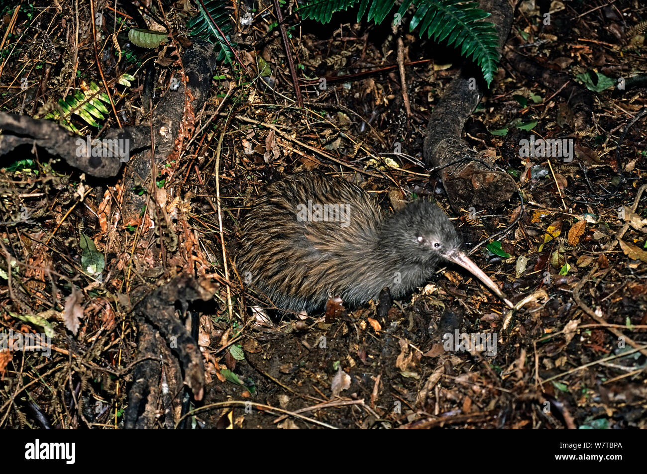 Haast tokoeka kiwi hi-res stock photography and images - Alamy