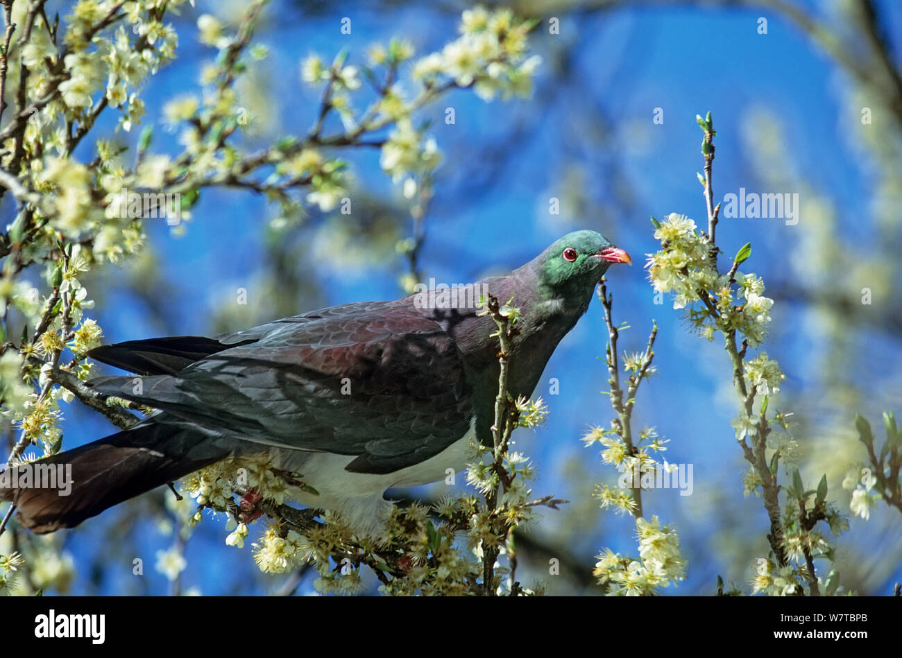 New zealand native pigeon hi-res stock photography and images - Alamy