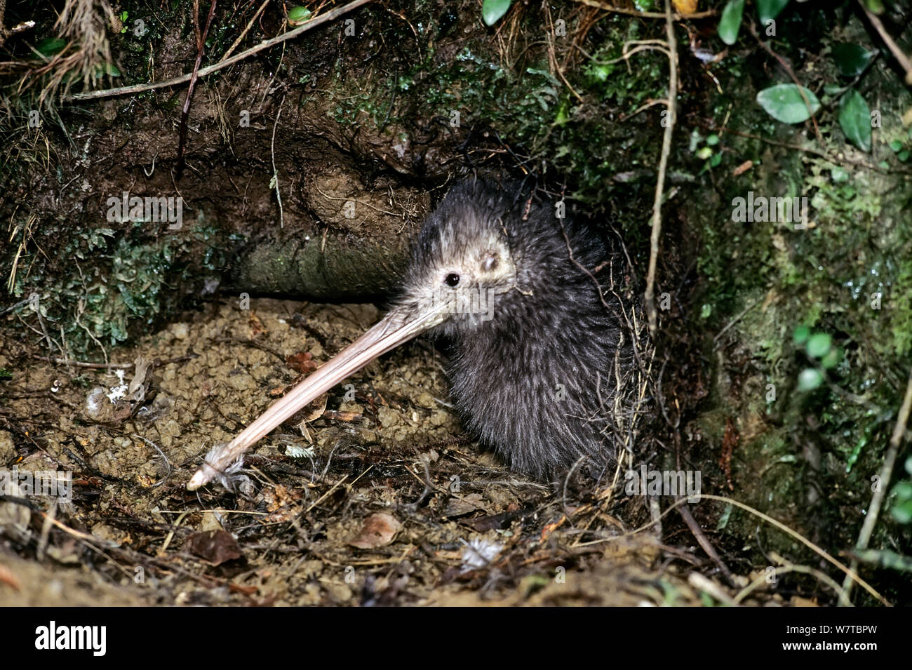 Rowi kiwi hi-res stock photography and images - Alamy