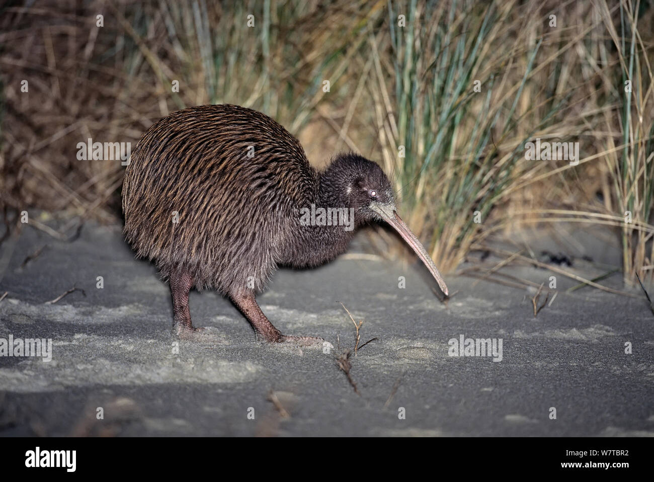 Southern Tokoeka (Stewart Island Brown Kiwi) (Apteryx australis lawryi ...