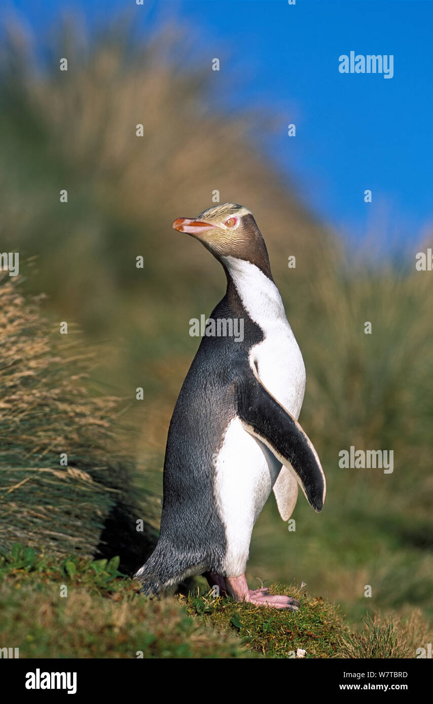 Antipodes island group hi-res stock photography and images - Alamy